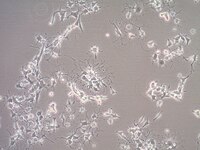 Oli-neu Mouse Oligodendroglial Precursor Cell Line | SCC261